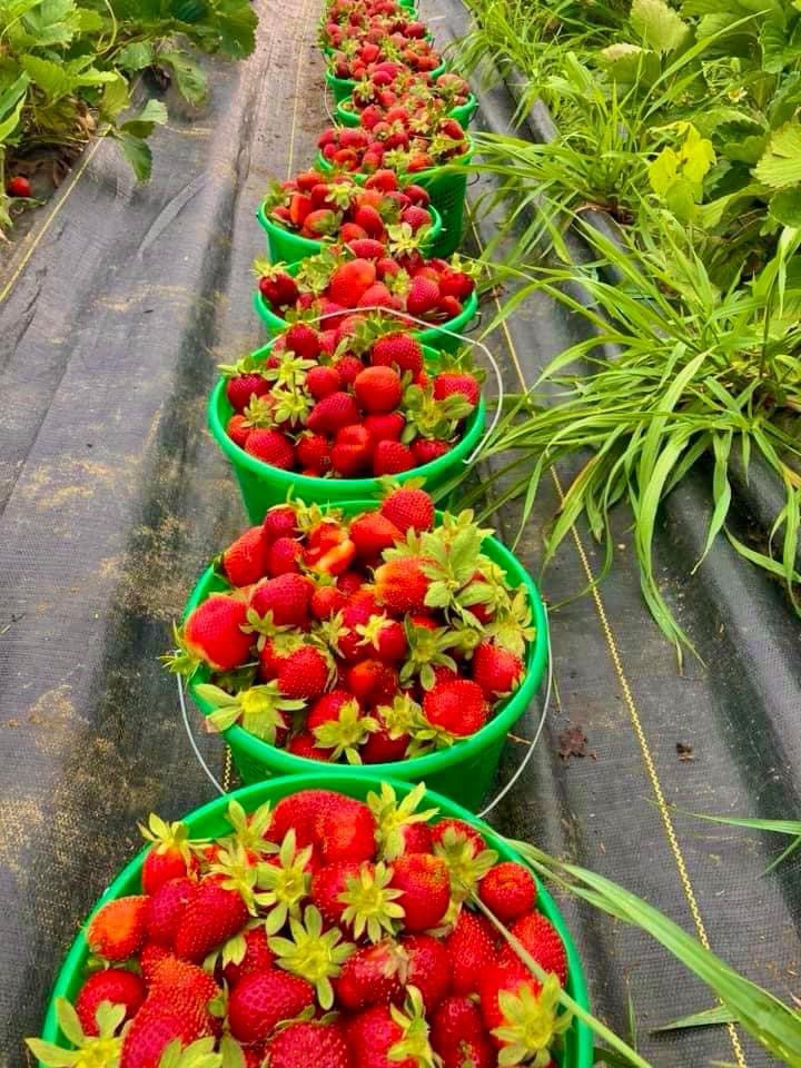 Native Son Farm – Tupelo, MS – Eating Out With Jeff Jones